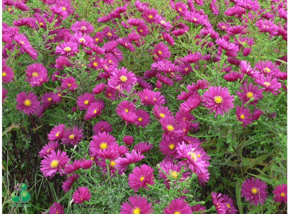 Latvijas stādi - Aster novi-belgii 'Crimson Brocade' - Jaunbeļģijas ...